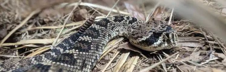 Rattlers: A Different Perspective – TD's Good Ol' Blog